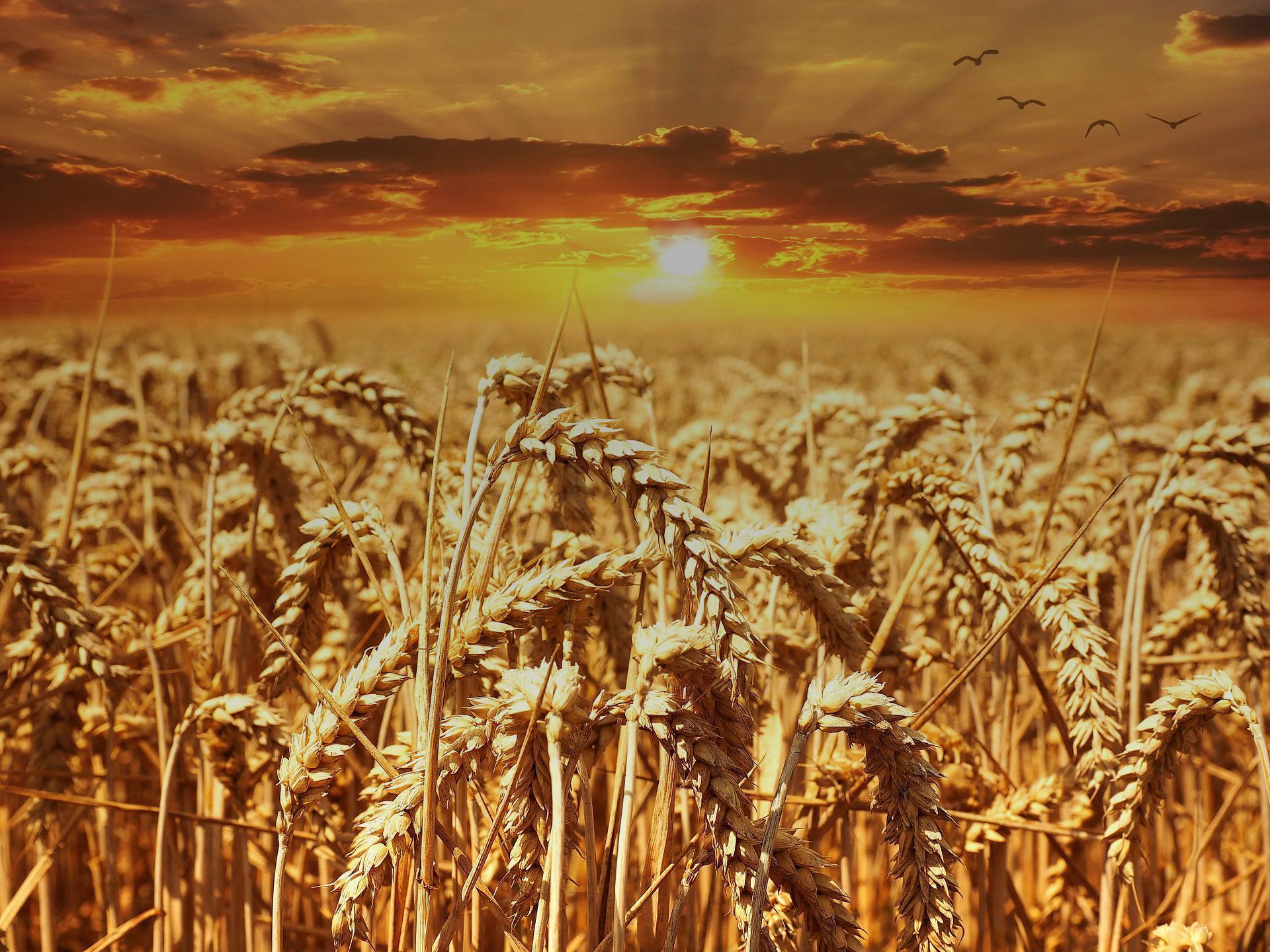 Getreidefeld – Stadtbäckerei Frankfurt